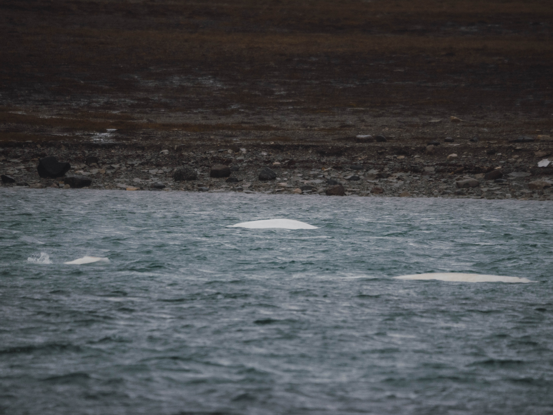 Carnet de bord n°8 : Détroit de Bellot | Pacifique